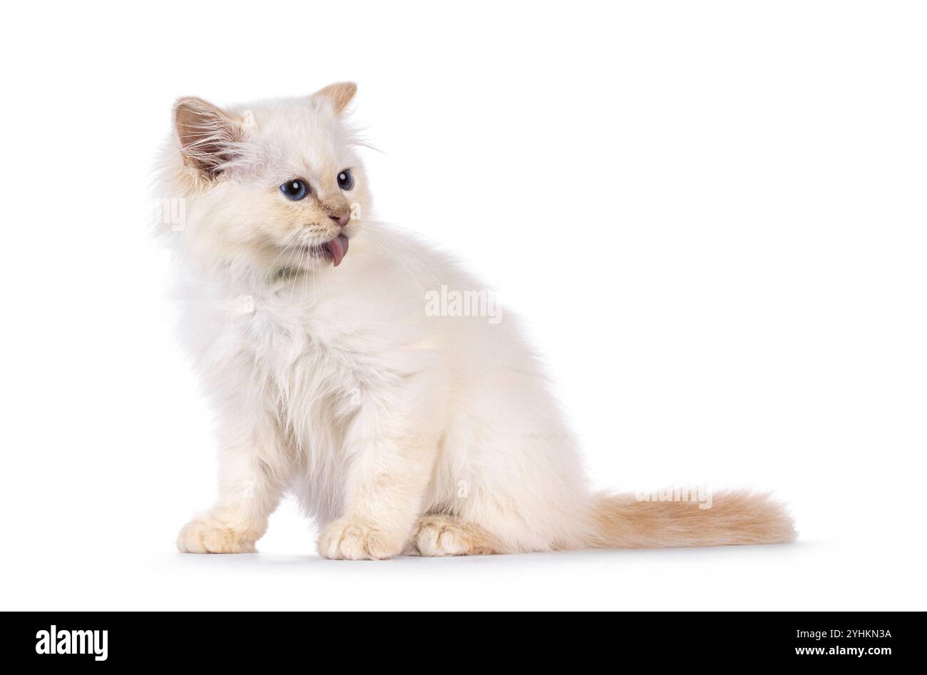 Red point birman kitten hi-res stock photography and images - Alamy