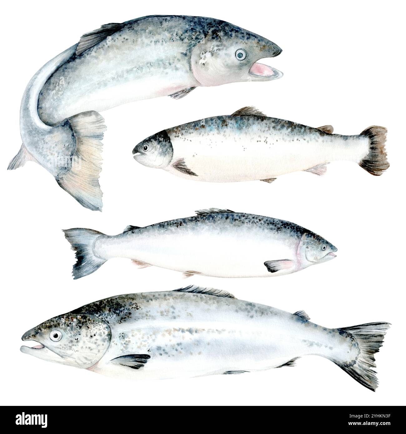 Salmon (Salmon) fish. Fish of the salmon family. Watercolor Clip Art ...