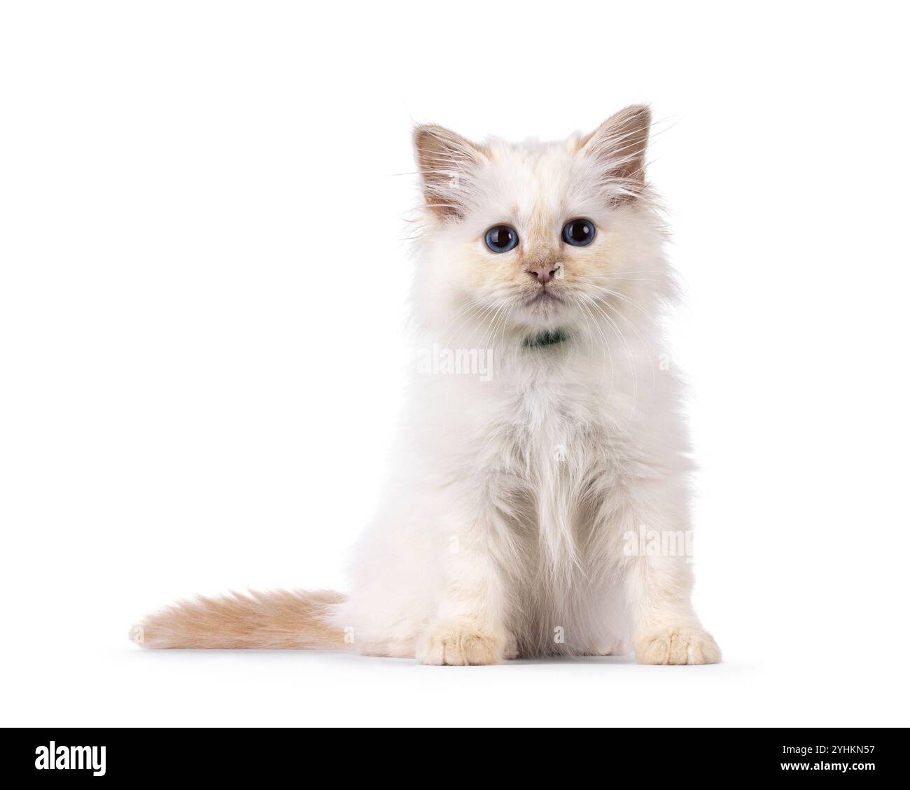 Cute red pointed Sacred Birman cat kitten, sitting up facing front ...