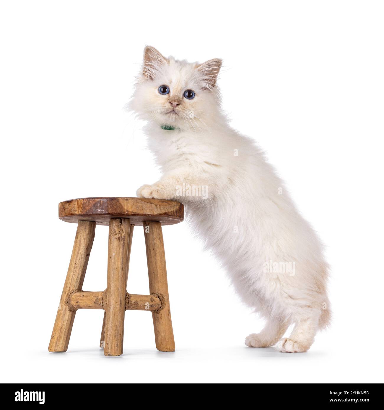 Cute red pointed Sacred Birman cat kitten, standing side ways with paws ...