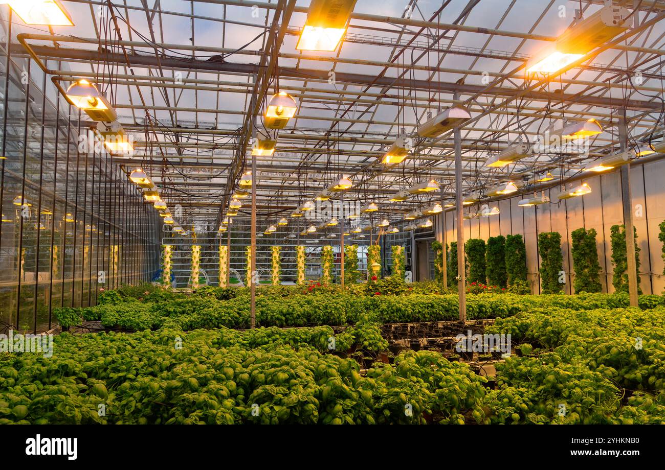 Salad greenhouses powered by geothermal heat and power, Fridheimar ...