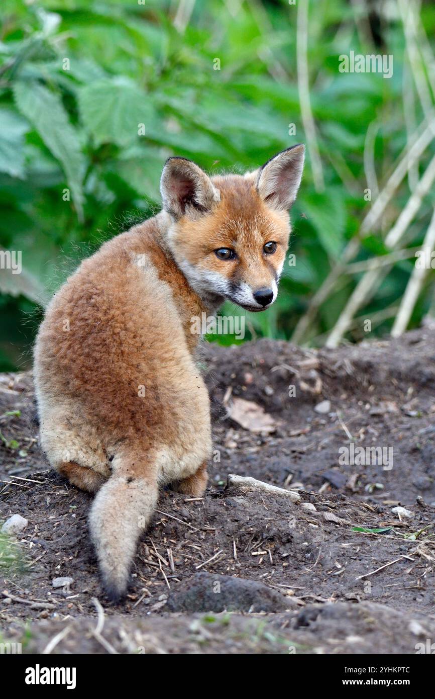 Red fox (Vulpes vulpes), cub at burrow, Doubs, France Stock Photo - Alamy