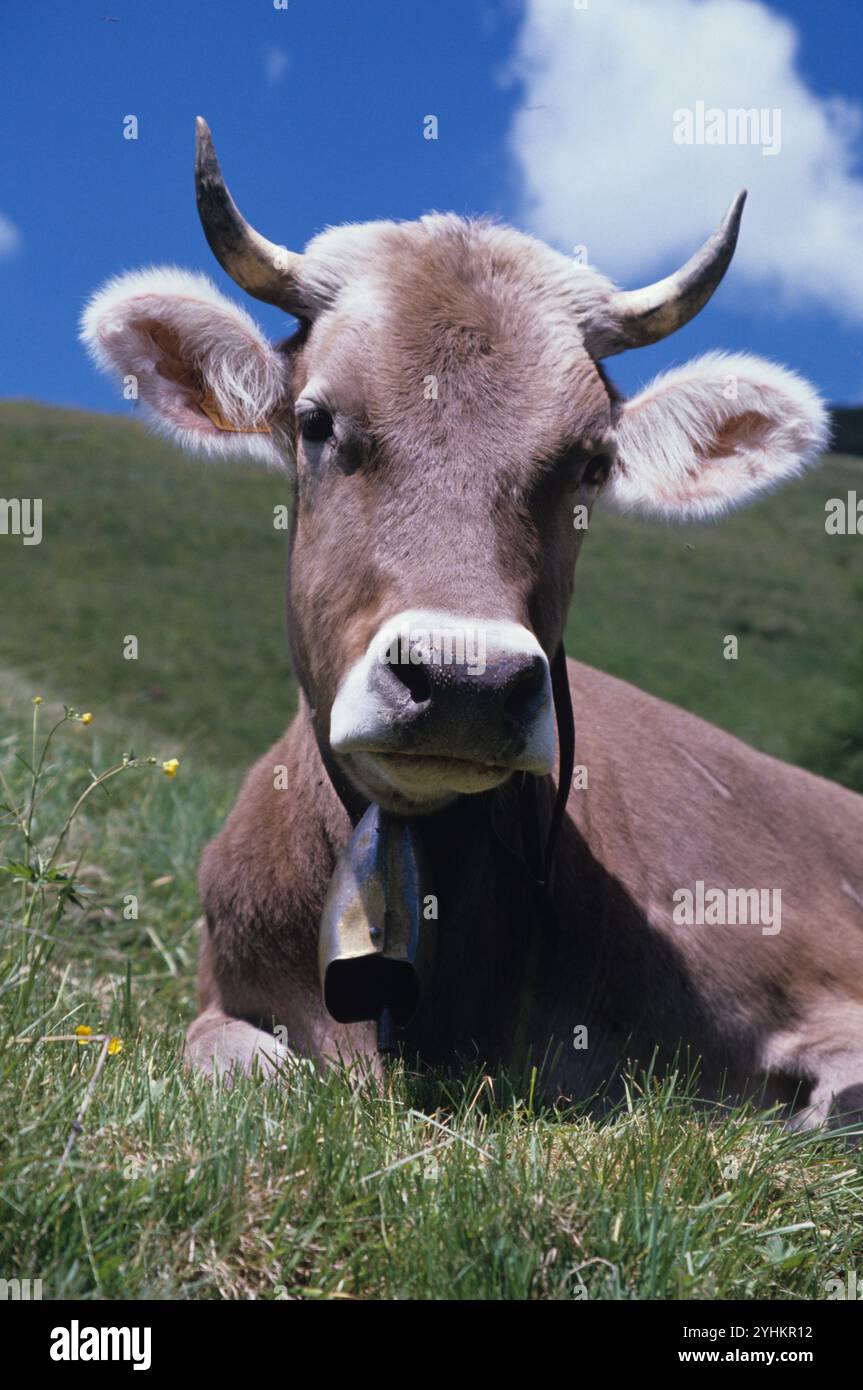 Traditional Swiss Cow Stock Photo - Alamy