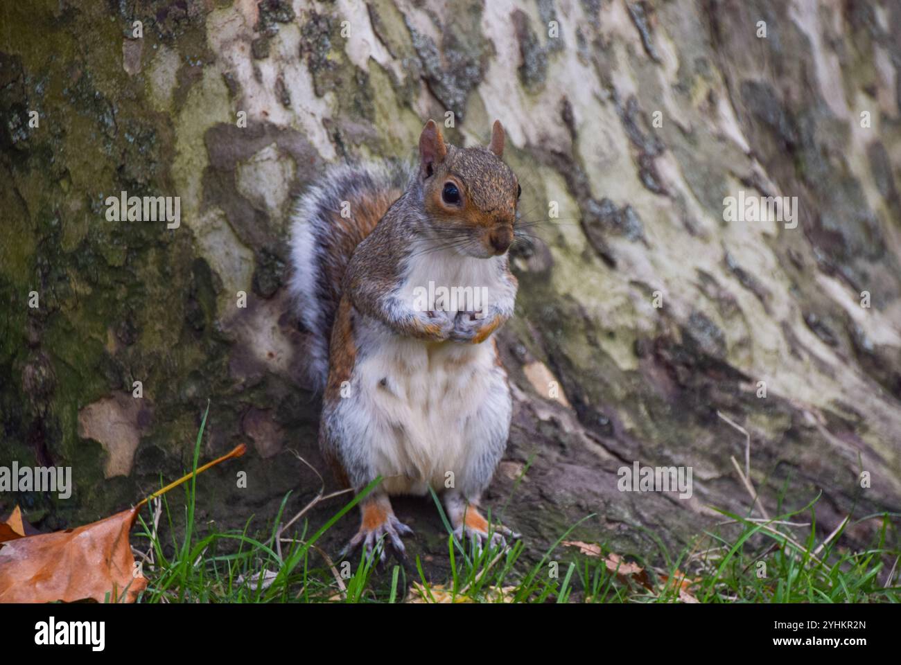 Squirrels in london parks hi-res stock photography and images - Alamy