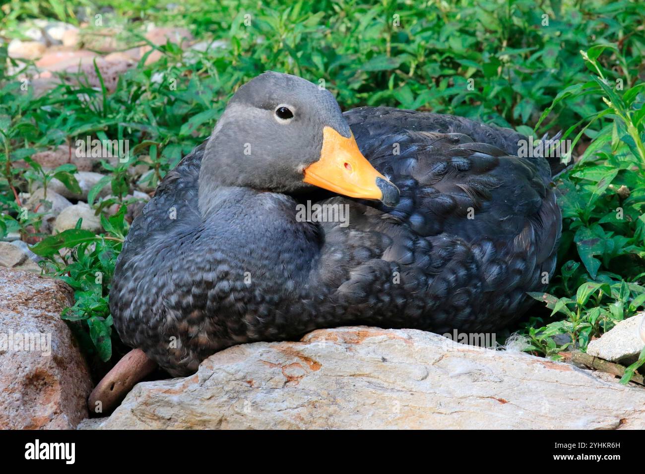 Fuegian steamer duck (Tachyeres pteneres) at rest, captivity, Germany ...