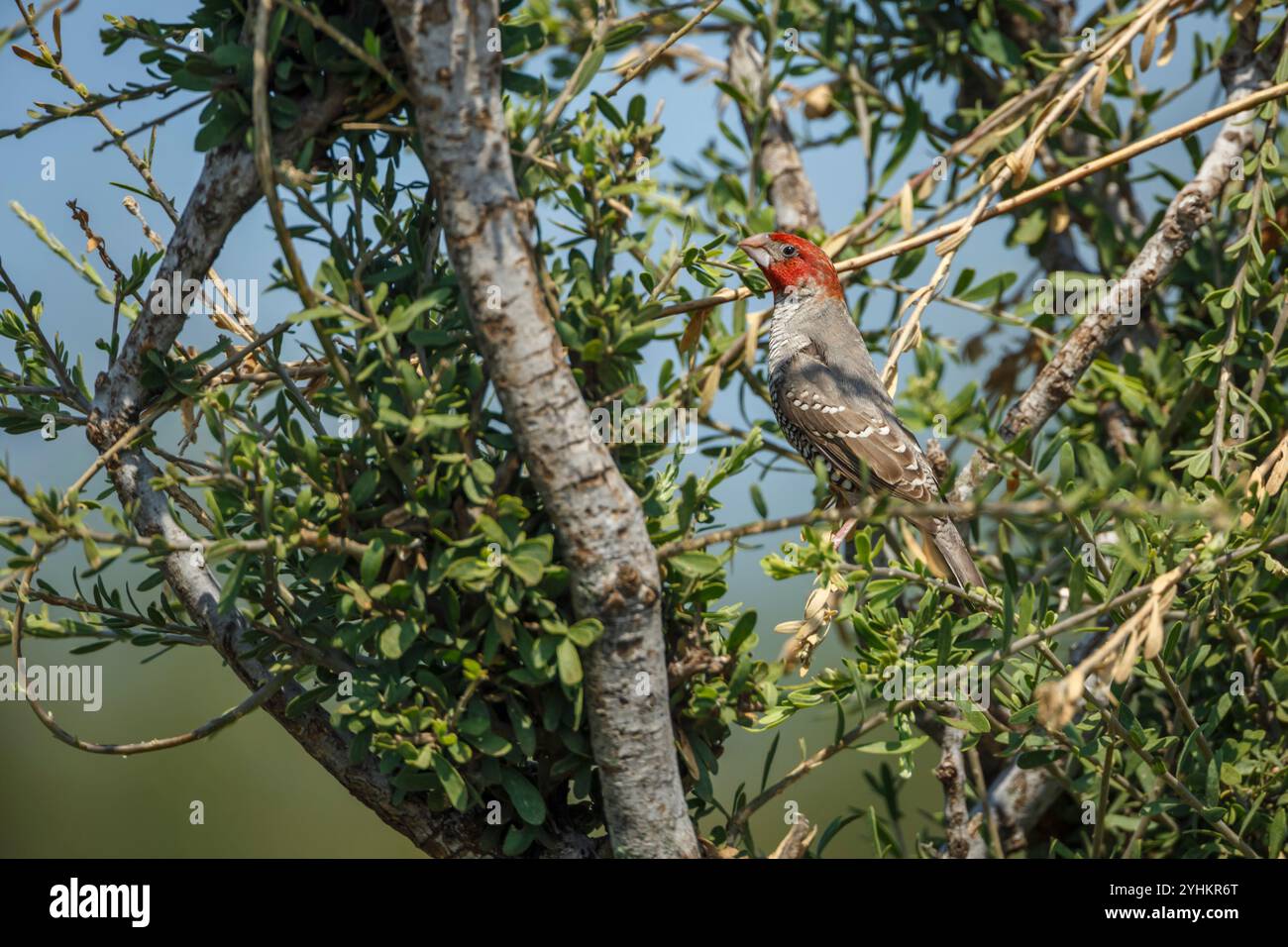 Red headed Finch (Amadina erythrocephala) hiding in a bush in Kruger ...
