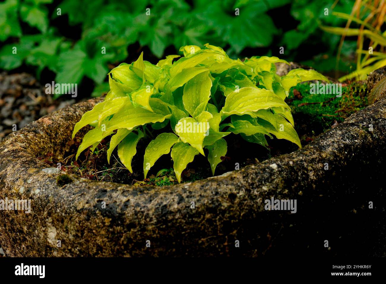 Dwarf hosta (Hosta sieboldii "Wogon Stock Photo - Alamy