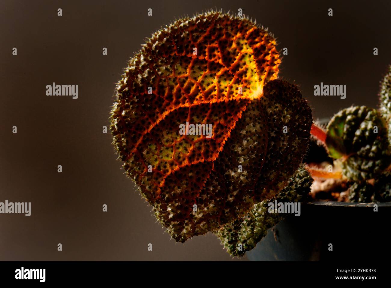 Begonia kui, endemic to Vietnam, in the Langbie highlands Stock Photo ...