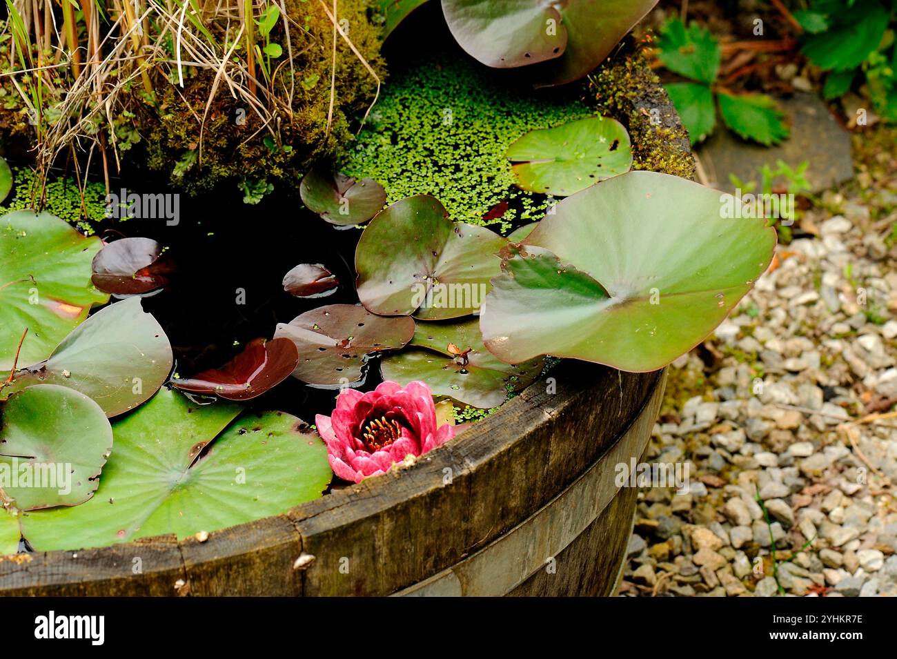 Half barrel with water lily (Nymphea var Stock Photo - Alamy
