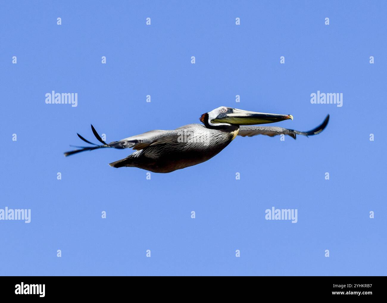 Pelican in flight over High Beach, Bolivar Peninsula Texas Stock Photo ...