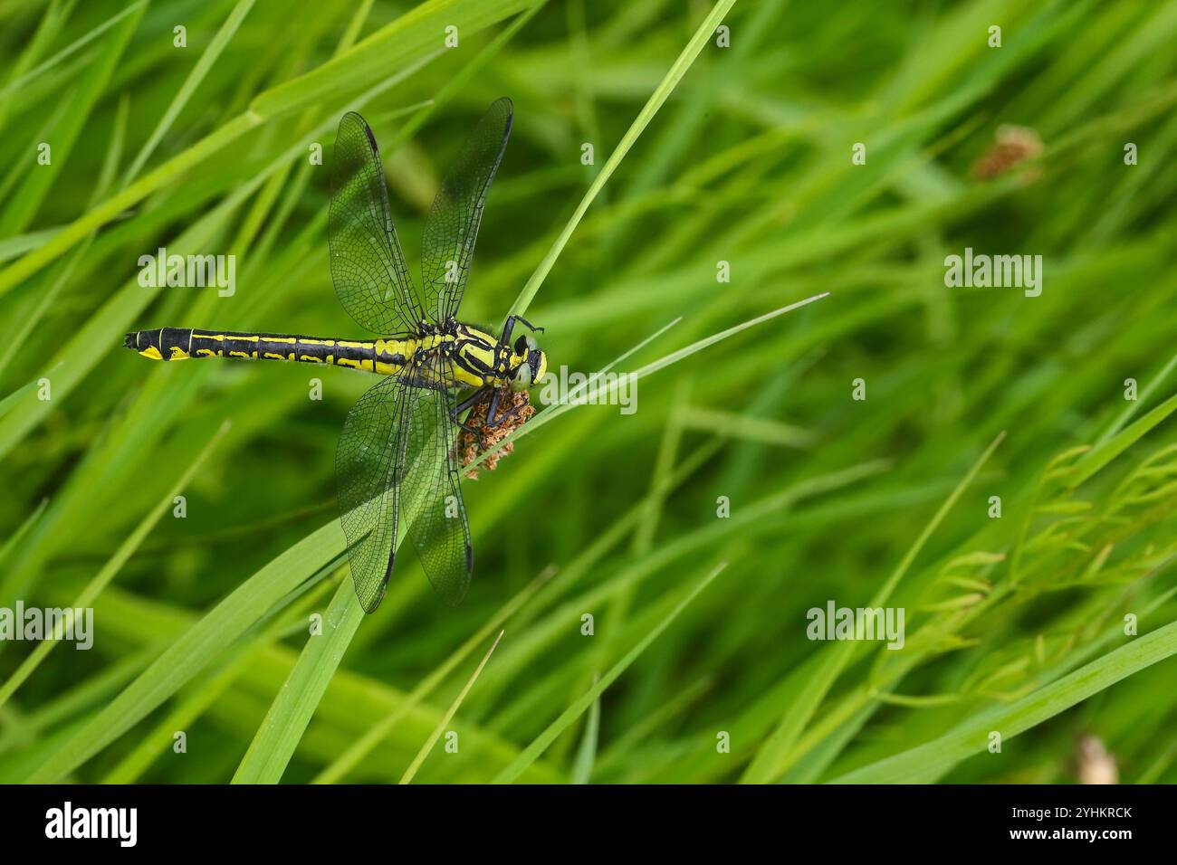 Clubtail (Gomphus simillimus) on grass Stock Photo - Alamy