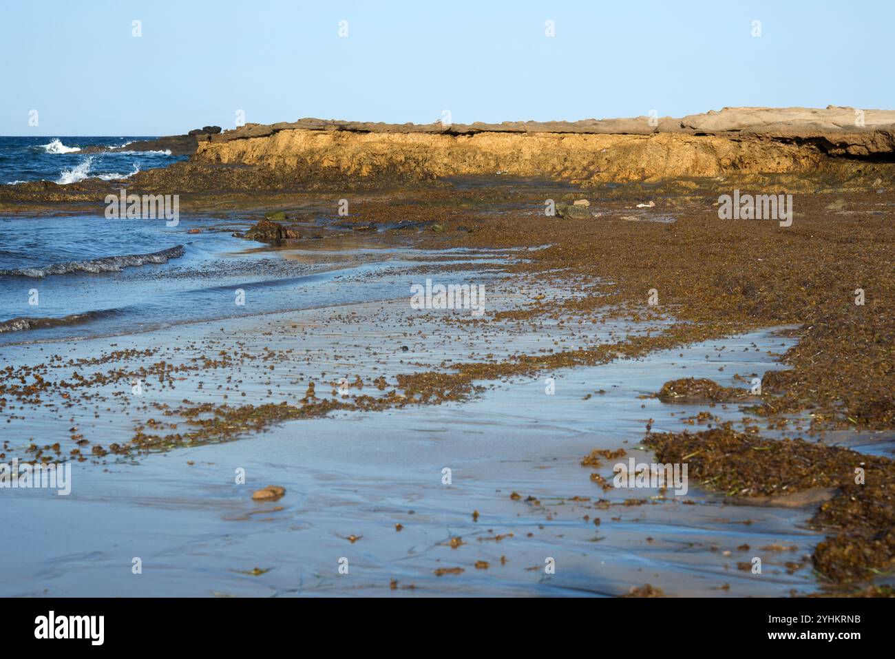 Intertidal zone are accumulation of algae. It is a natural process. At ...