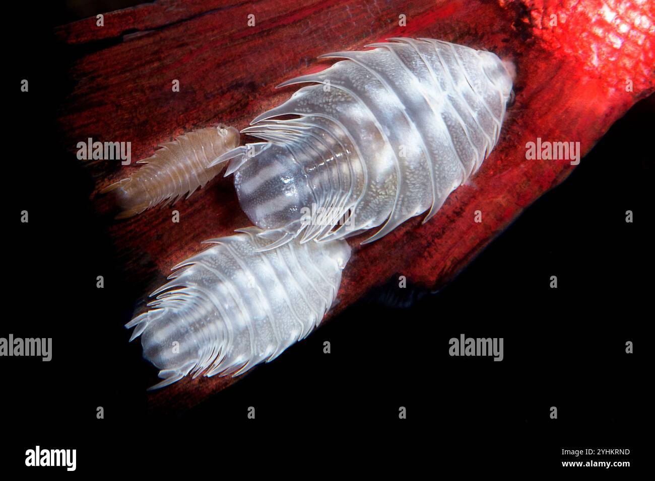 Sea lice Anilocra capensis and Nerocila armata. Small isopod ...