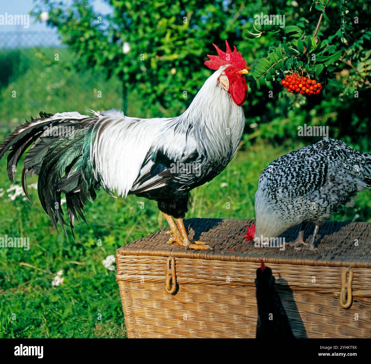 Der haushahn hi-res stock photography and images - Alamy