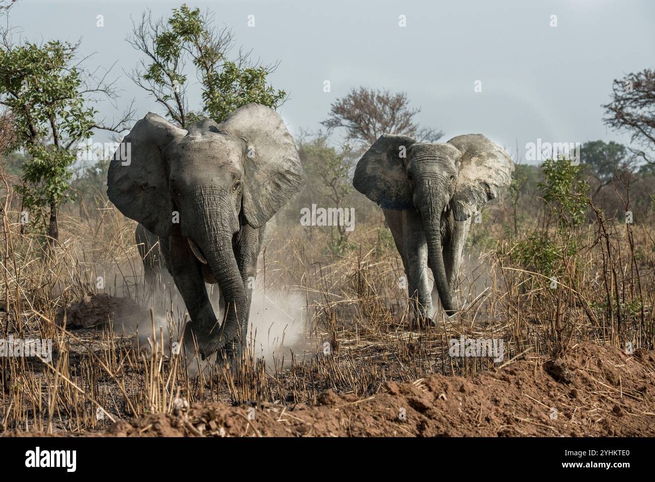 Elephant (Loxodonta africana) in Pendjari National Park. Benin, Afric ...