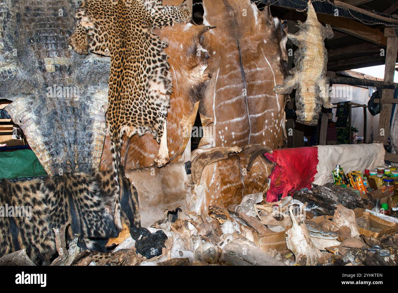 Sale of stuffed animals for rituals, amulets, fetishes (skulls, hands ...