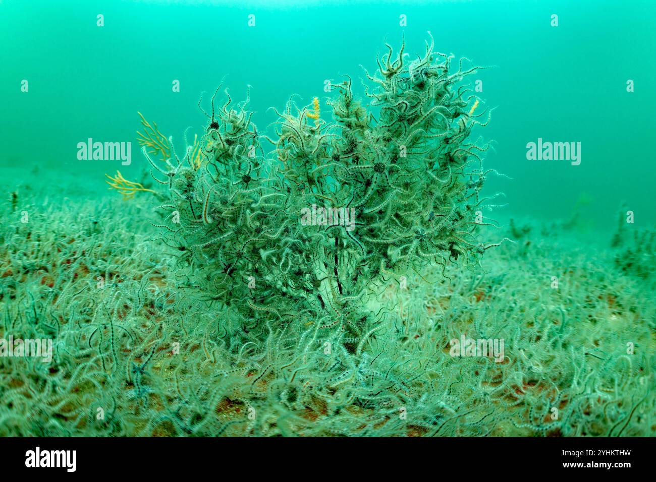 Grouping of brittlestars (Ophiuroidea sp) on a gorgonian off the island ...