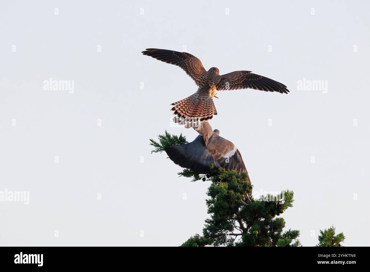 Common Kestrel (Falco tinnunculus) attacking a Collared dove ...
