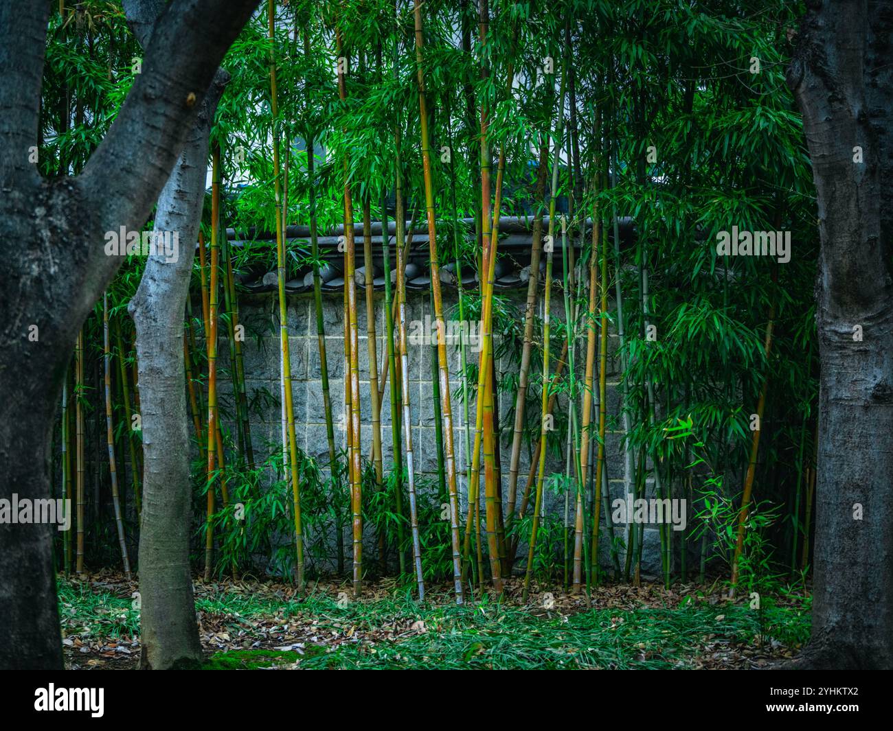 Lush Bamboo Grove Against Traditional Korean Stone Wall Stock Photo - Alamy