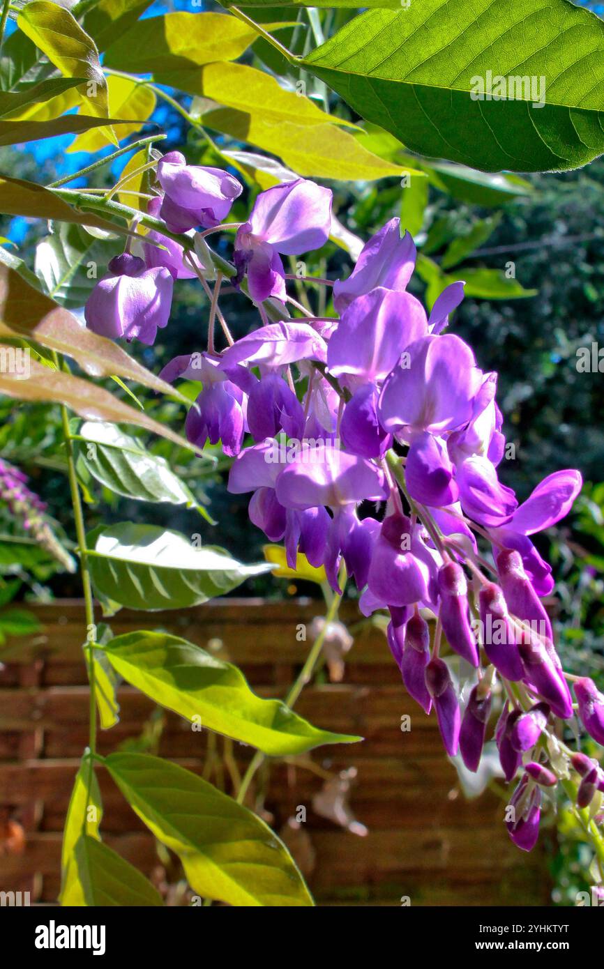 Glycine in bloom, Le Mans, Sarthe, France Stock Photo - Alamy