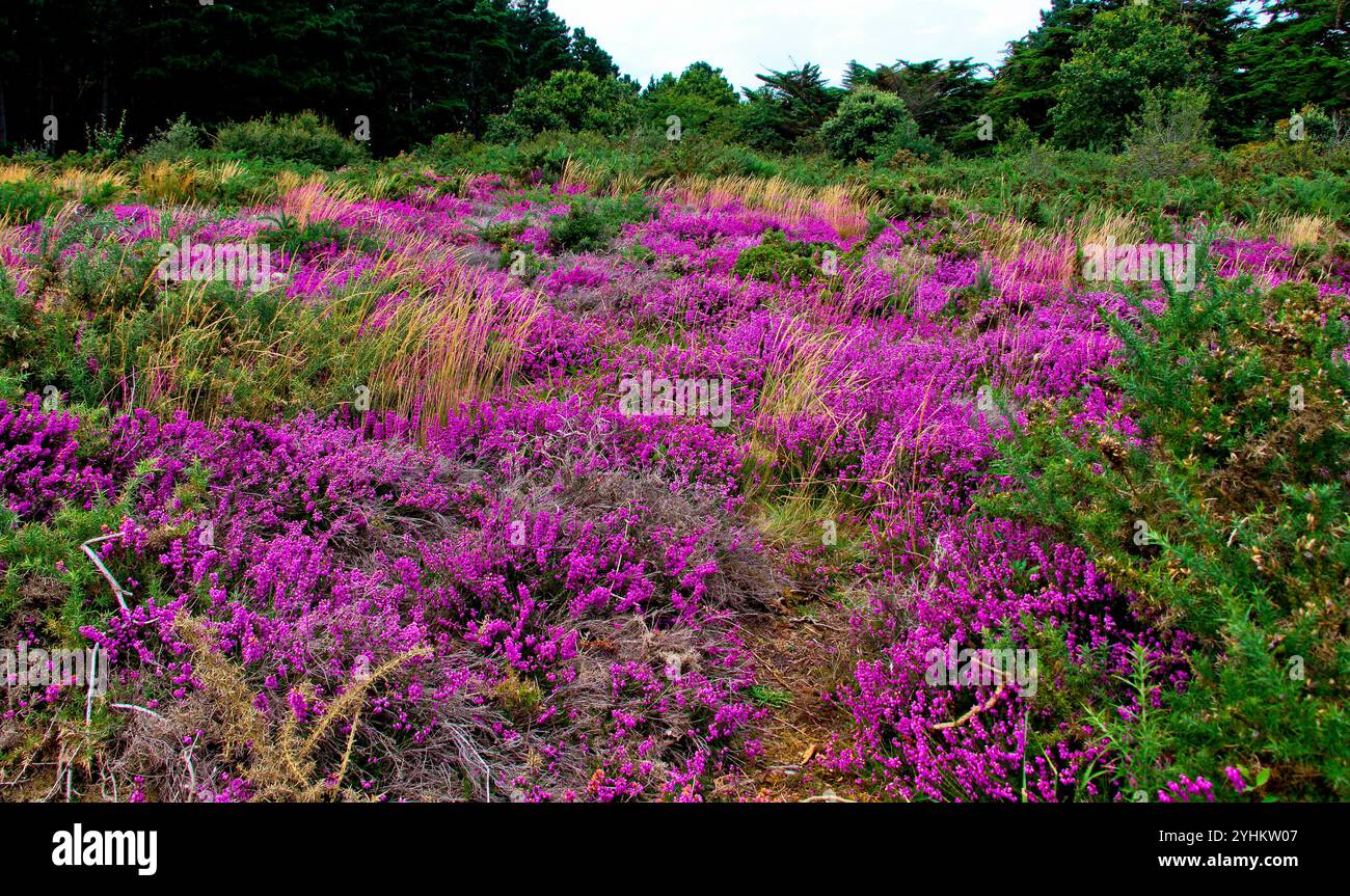 Heather in bloom near Montsarrac in the Gulf of Morbihan, Southern ...