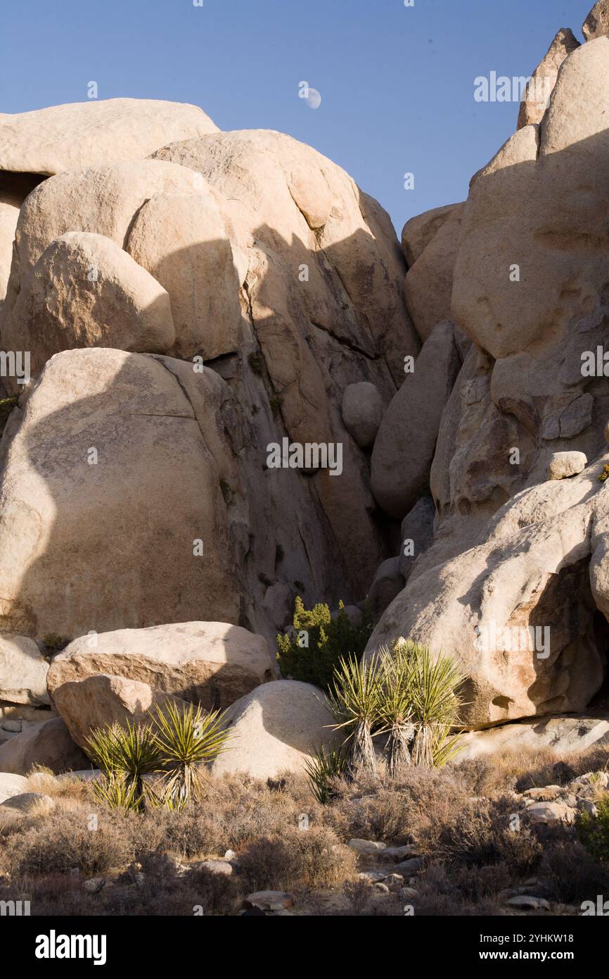 Small Joshua trees growing at the base of a large rocky outcropping ...