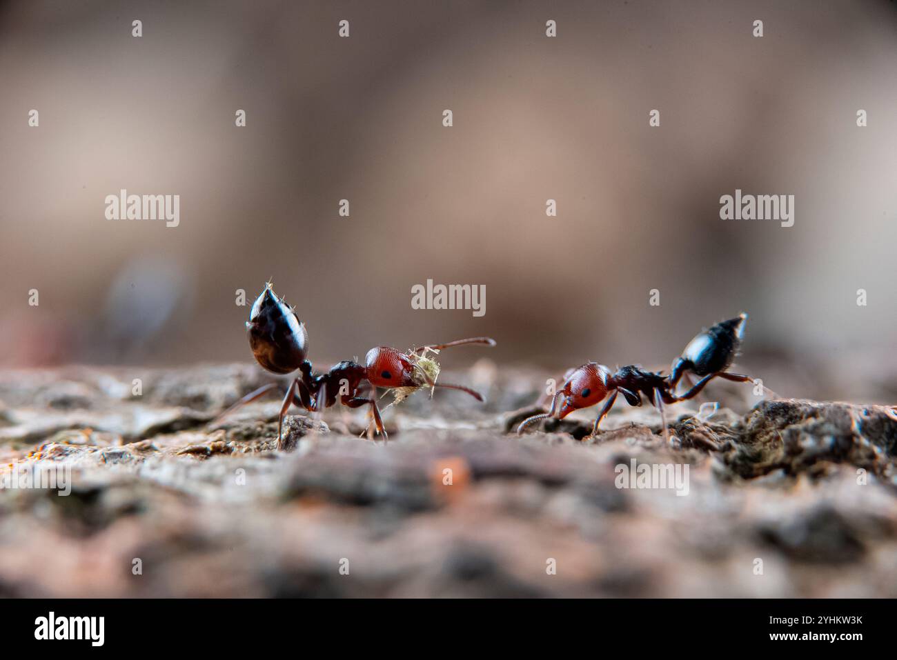 Lignicolous ants face to face, physogastry, trophallaxis Stock Photo ...