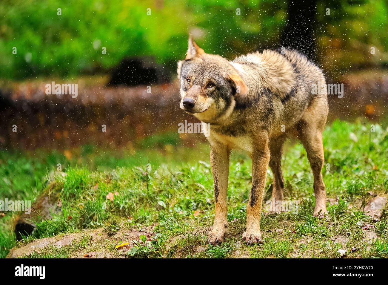 Grey wolf (Canis lupus) snorting Stock Photo - Alamy