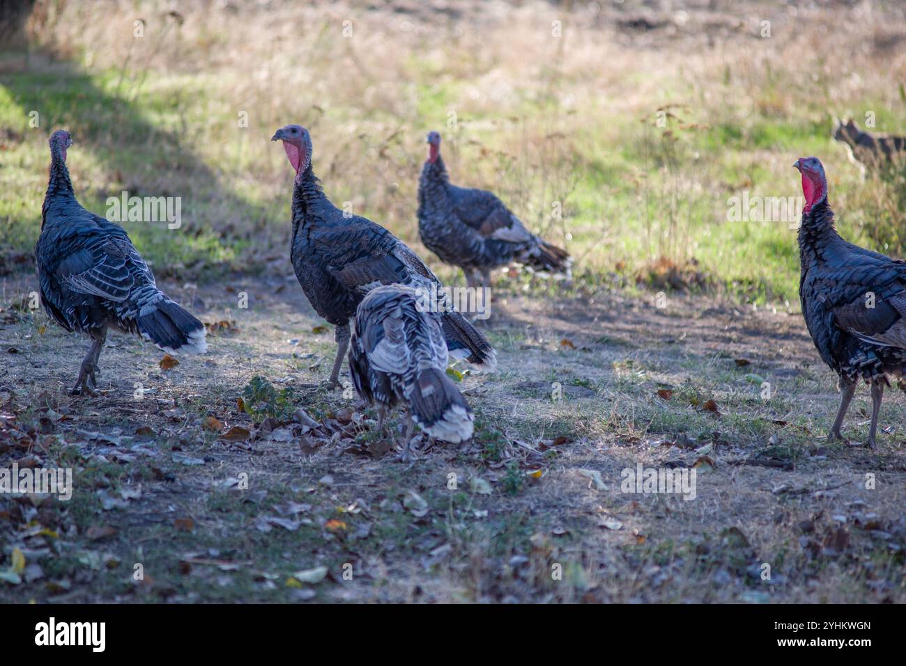 a young family of turkeys walking through the yard peck at grain Stock ...