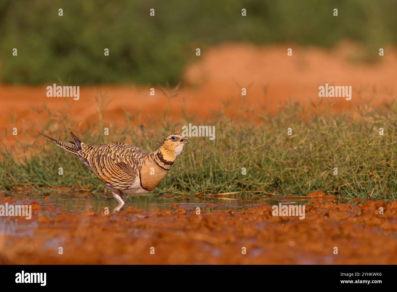 Female Pin tailed sandgrouse (Pterocles alchata) quenching her thirst ...