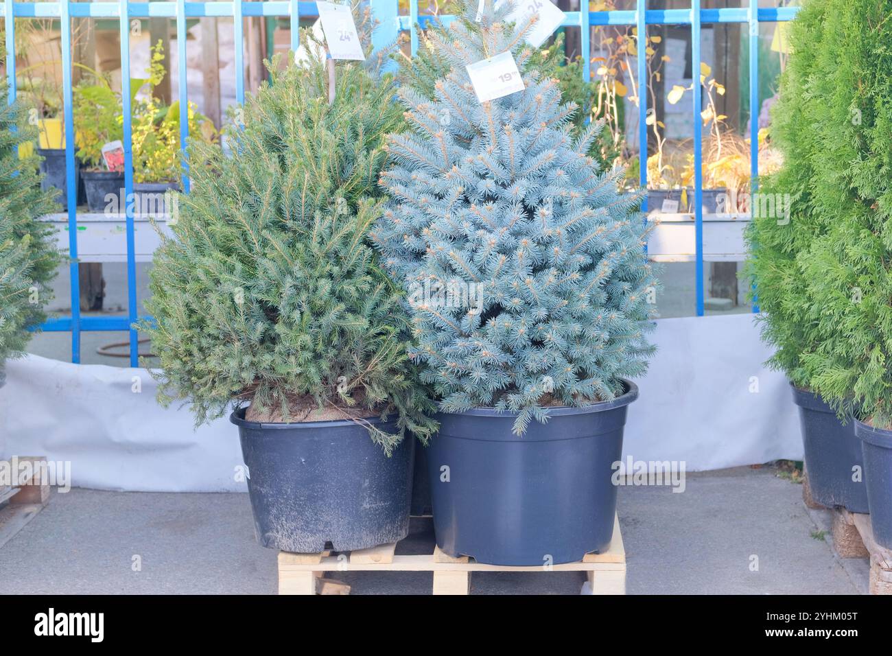 Christmas tree seedlings are sold in store. Potted evergreen tree ...