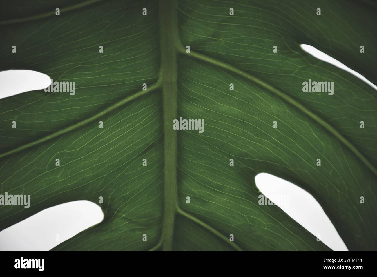 Monstera leaf, Monstera leaf close-up, leaf details, Monstera plant, tropical leaf, Monstera ...