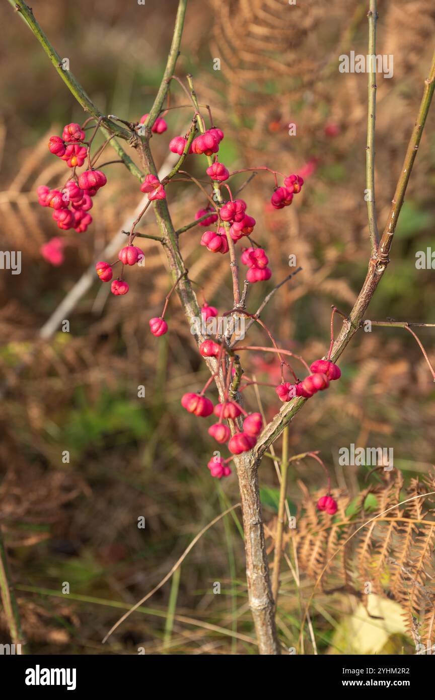 Red spindle berries (Euonymus europaeus) , Oxwich National Nature ...