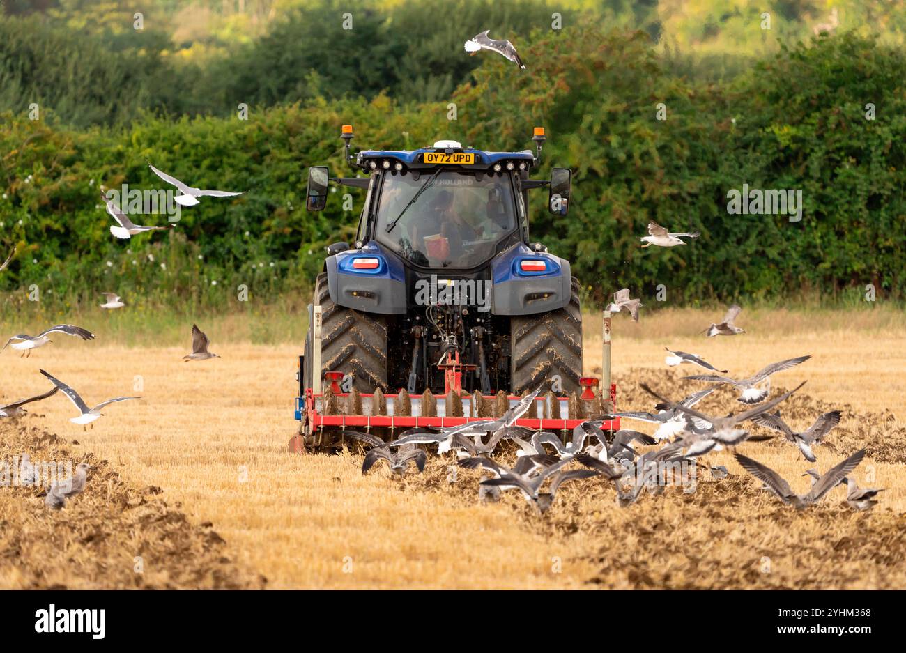 Farmer cultivating the ground, England Stock Photo - Alamy