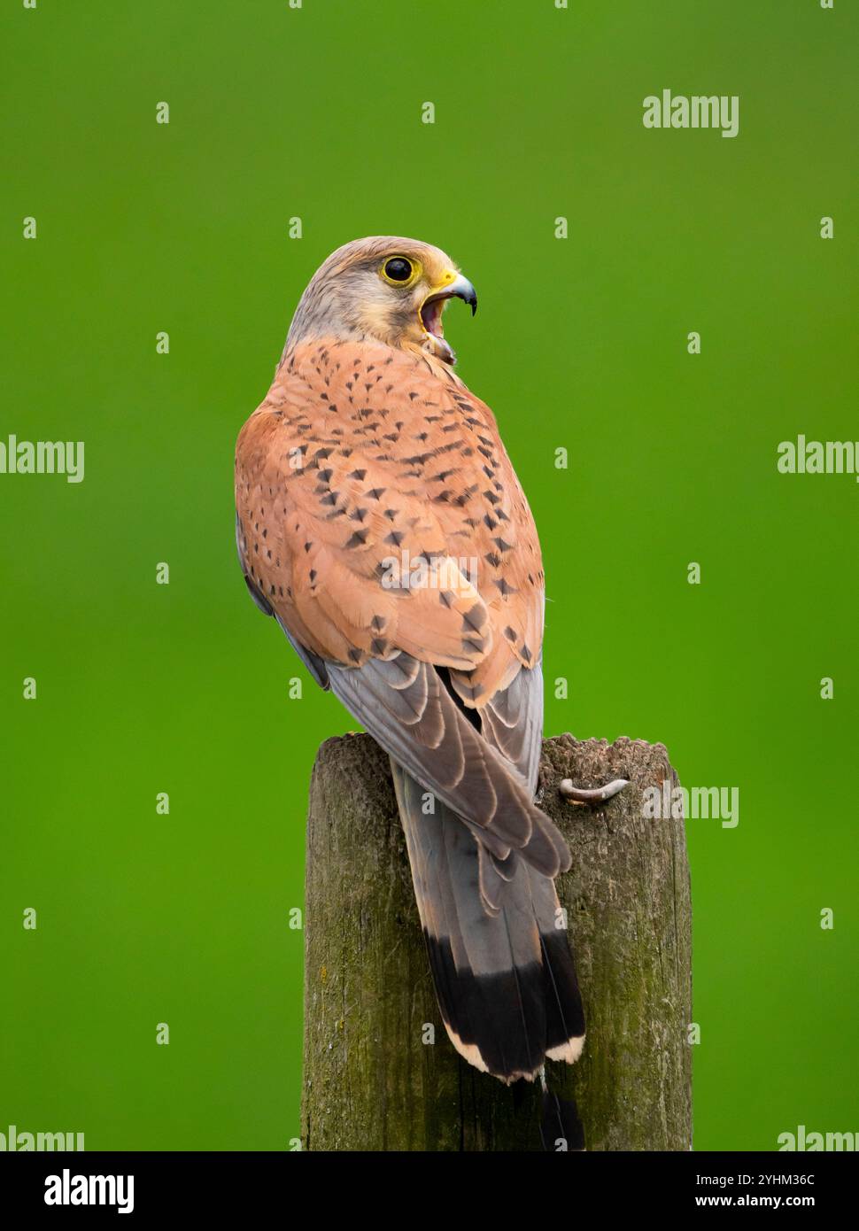 kestrel (Falco tinnunculus) perched on a post and calling, England Stock Photo - Alamy