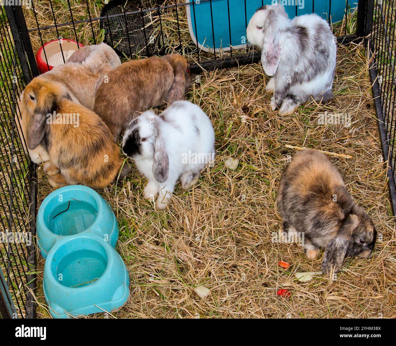 Dwarf ram rabbits on hay, Sarthe, France Stock Photo - Alamy