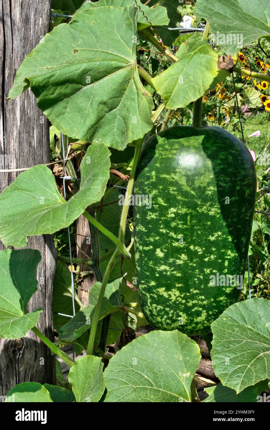 Squash, Cucurbitaceae. Jardin potager pedagogique de l'Arche de la ...