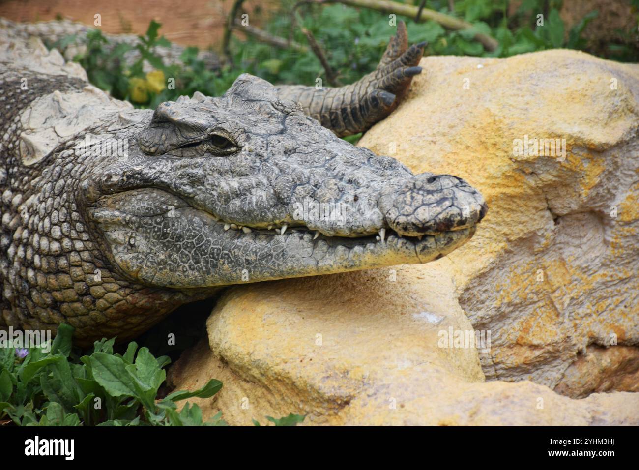 Crocodile close-up, crocodile face, reptile eyes, crocodile skin ...