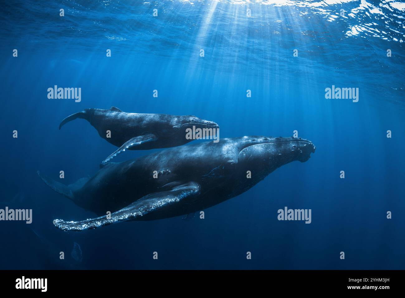 Humpback whale (Megaptera novaeangliae), mother, calf and escort group ...