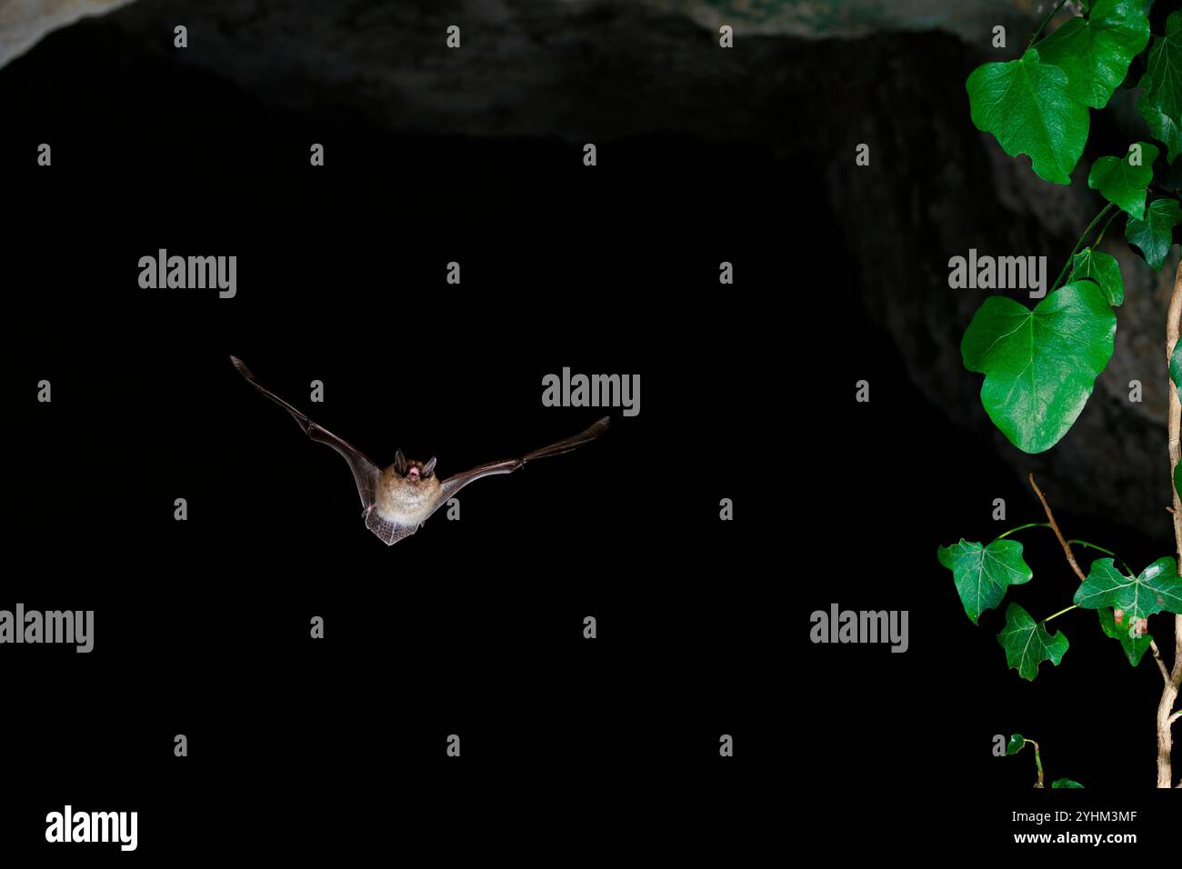 Whiskered bat (Myotis mystacinus) in flight emerging from a cavity ...