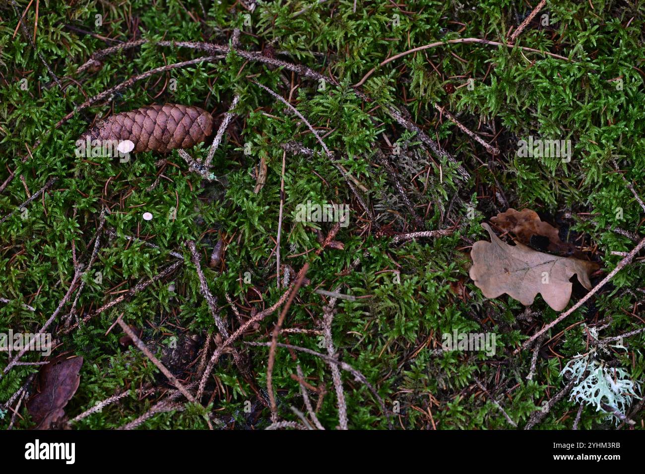 Skånes-Fagerhult, Skåne, Sweden. November 12 2024. Views of the Swedish ...