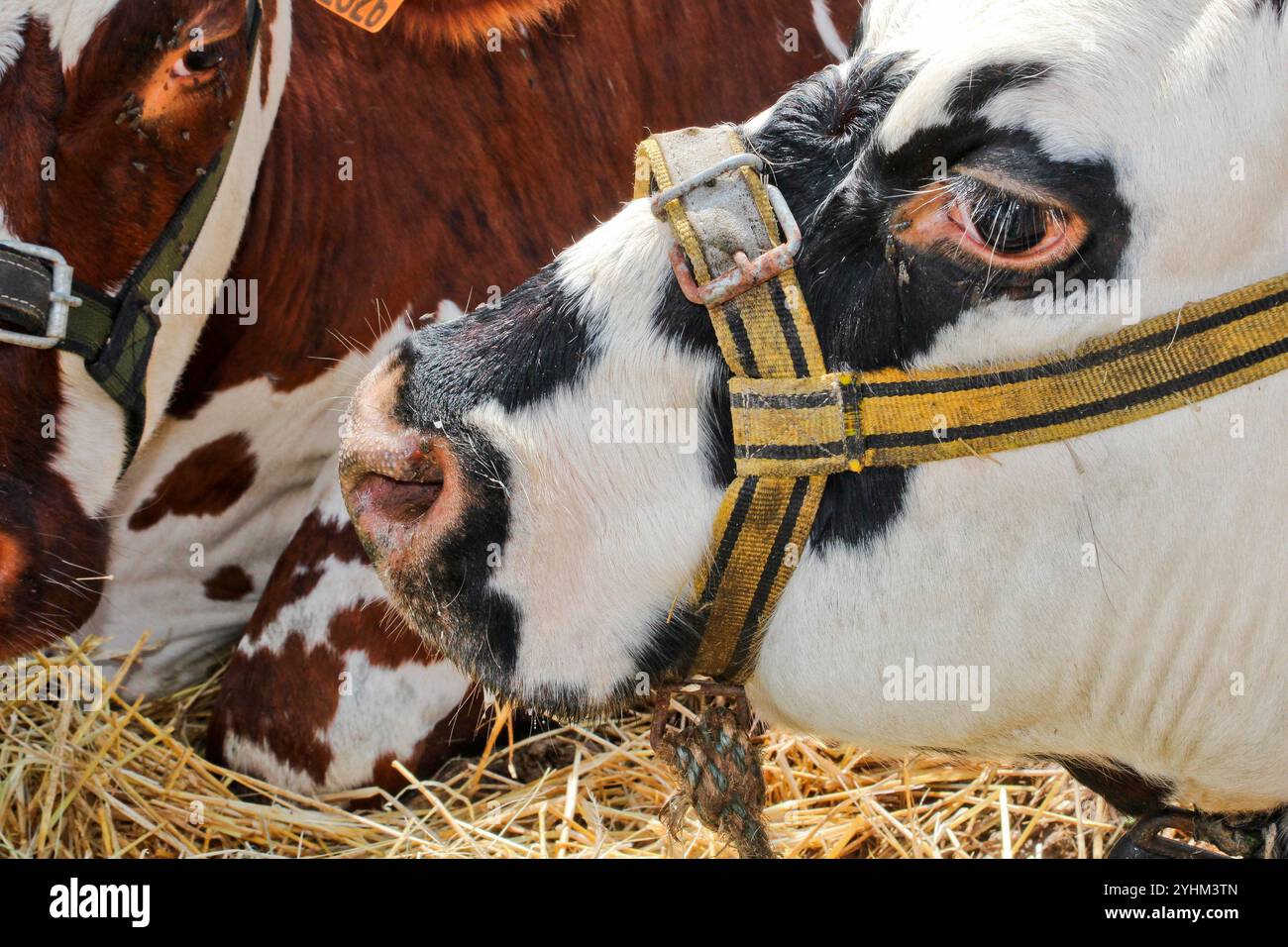Sale of Prim'holstein cows at an agricultural show, Sarthe, France ...