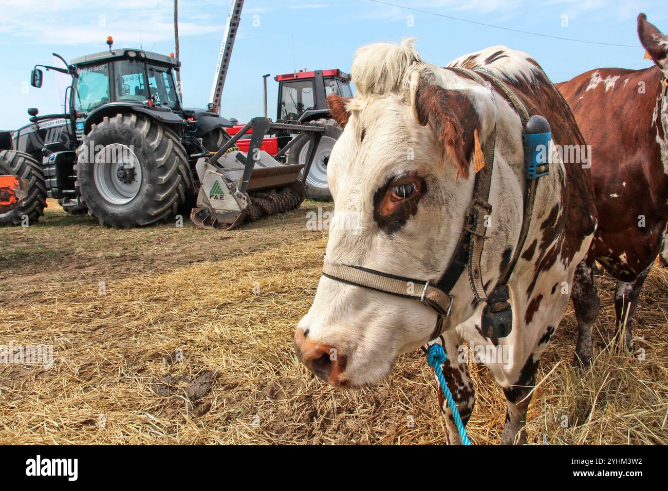 Normandy cow and tractors at an agricultural show, Sarthe, France Stock ...