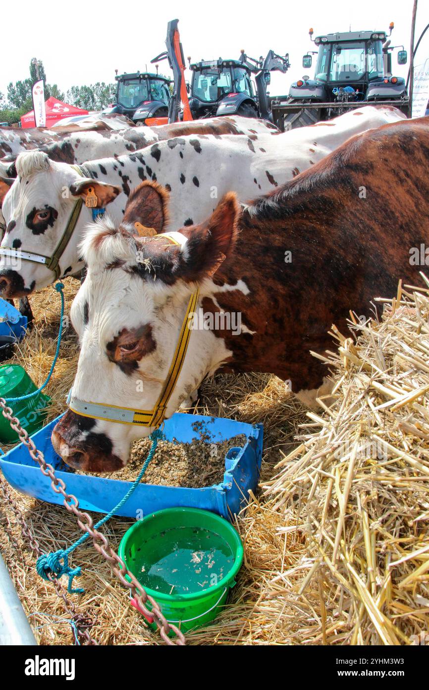 Sale of Normandy cows at an agricultural show, Sarthe, France Stock ...