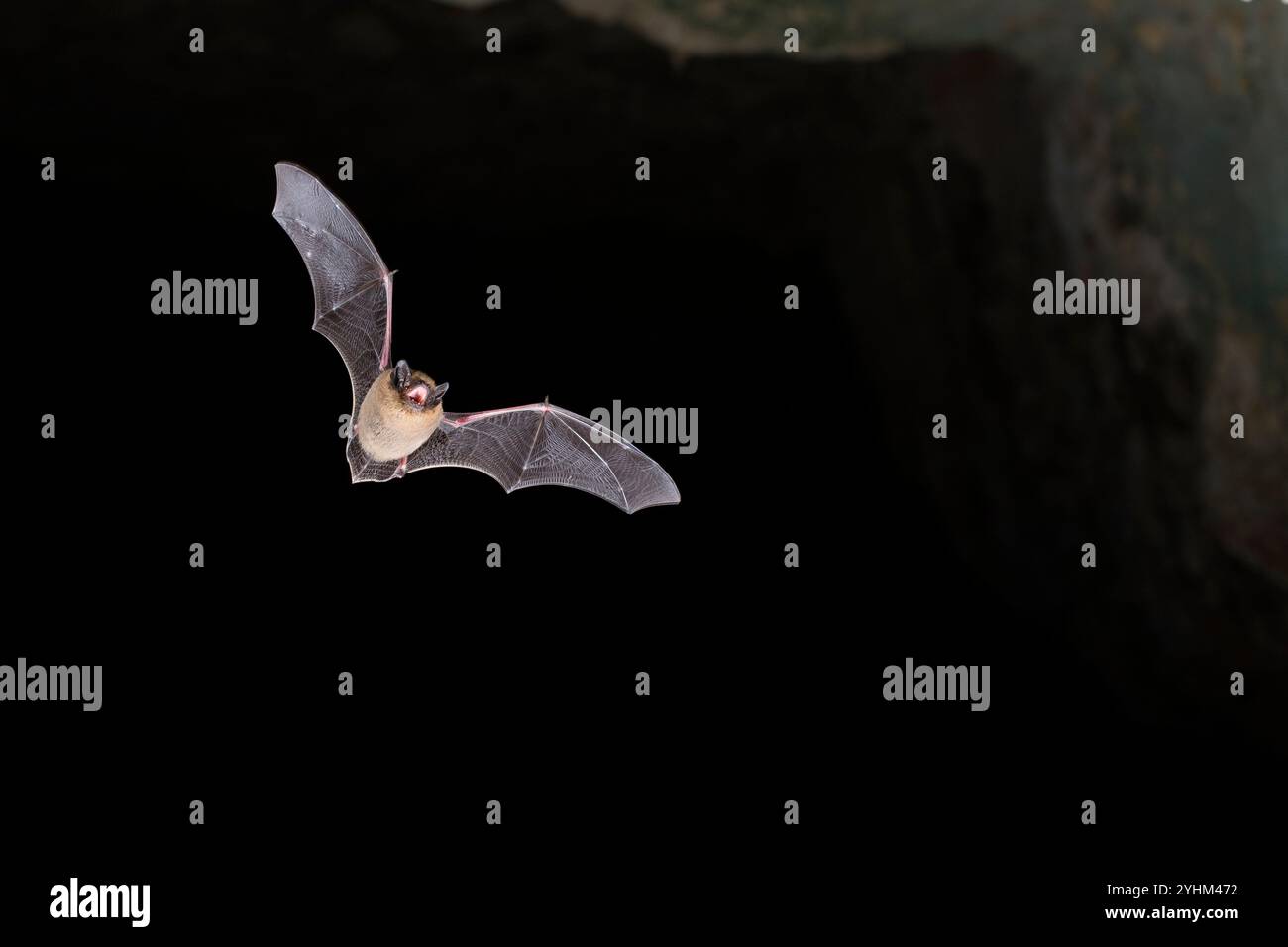 Whiskered Bat (Myotis mystacinus) in flight leaving a cavity in ...