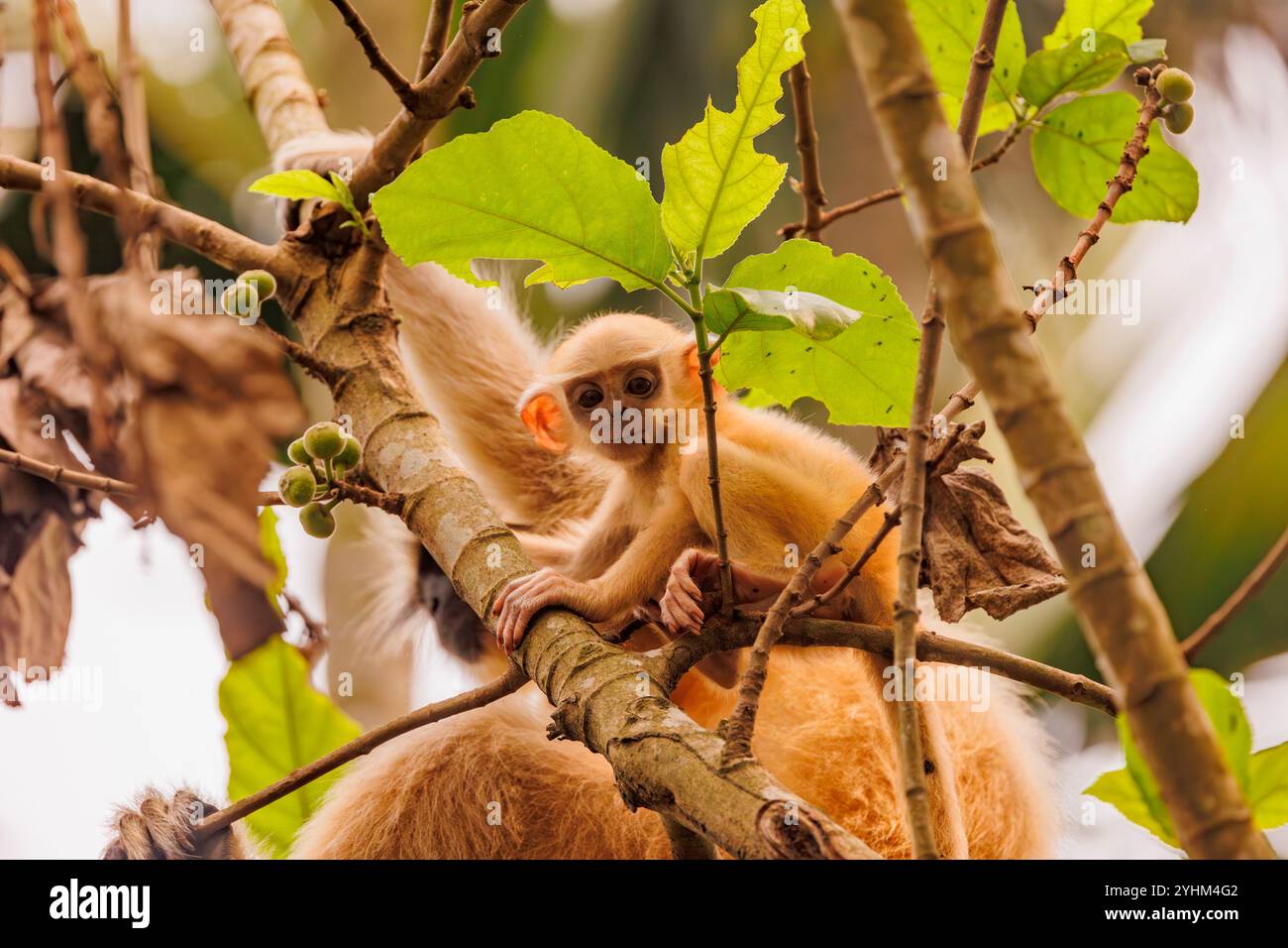 Golden langur, or Gee's semnopithecus (Trachypithecus geei), Mother and ...