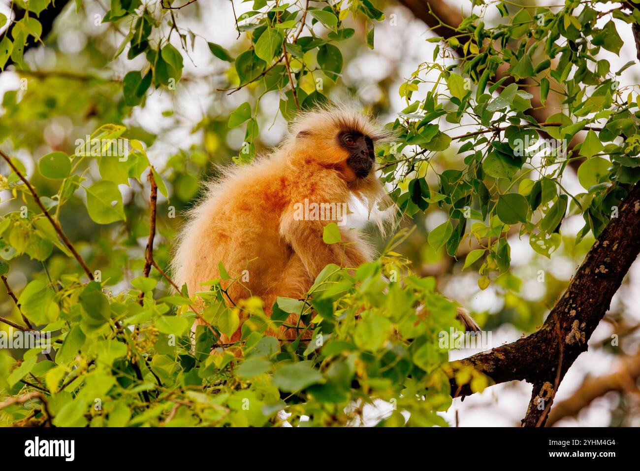 Golden langur, or Gee's semnopithecus (Trachypithecus geei), lookink ...