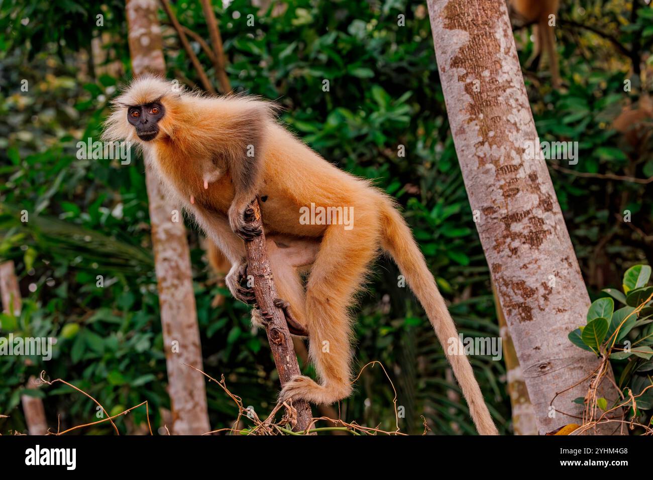 Golden langur, or Gee's semnopithecus (Trachypithecus geei), in a tree ...