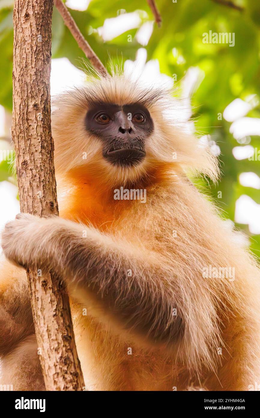 Golden langur, or Gee's semnopithecus (Trachypithecus geei), in a tree ...