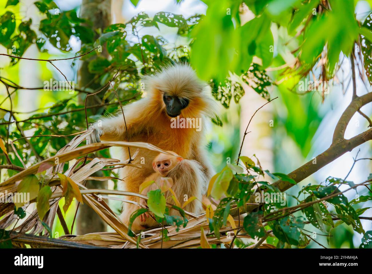 Golden langur, or Gee's semnopithecus (Trachypithecus geei), Mother and ...